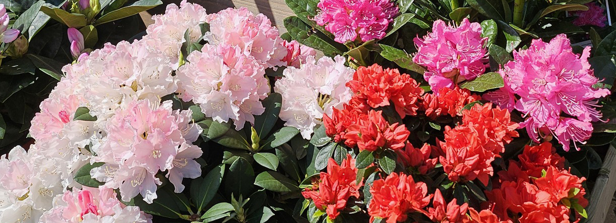 Baytree Garden Centre