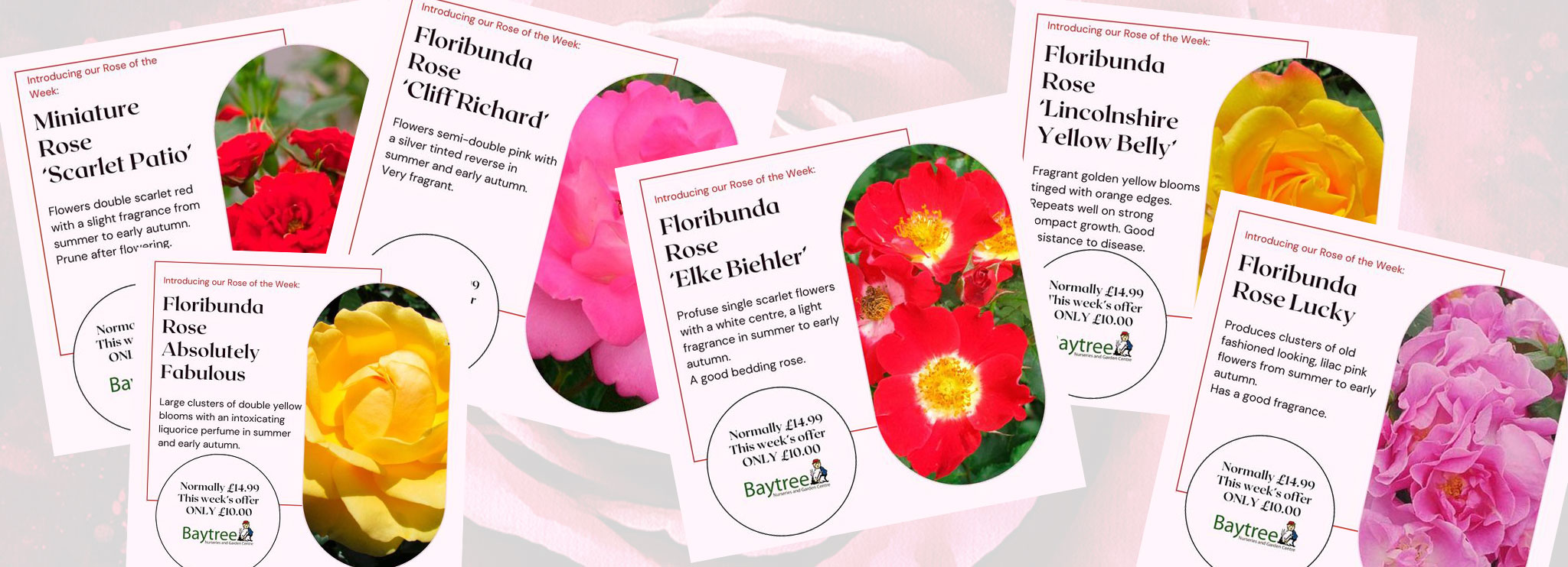 Baytree Garden Centre