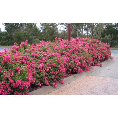 Ground Cover Rose Pink Flower Carpet
